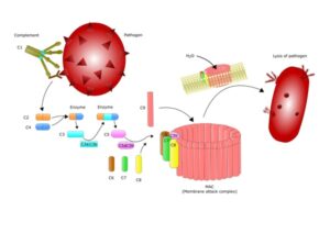 Complement Deficiency Disorders: Causes, Diagnosis, and Treatment ...